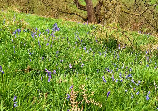 Visit Settle - Walks in the Settle Area